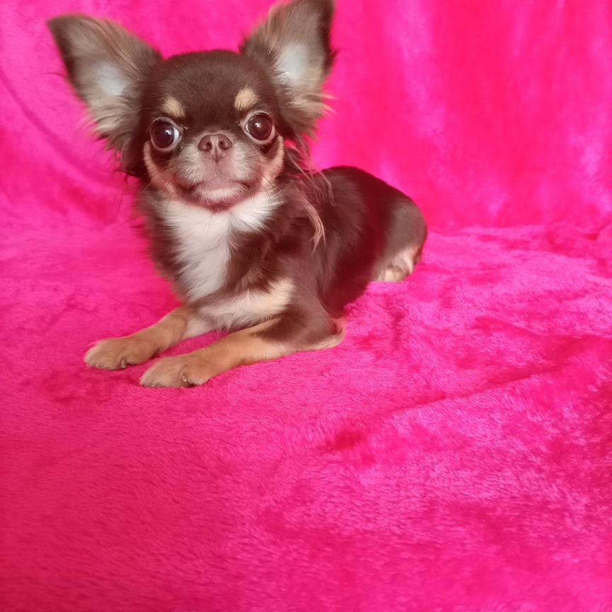 Чихуахуа. Девочка 1.5 кг