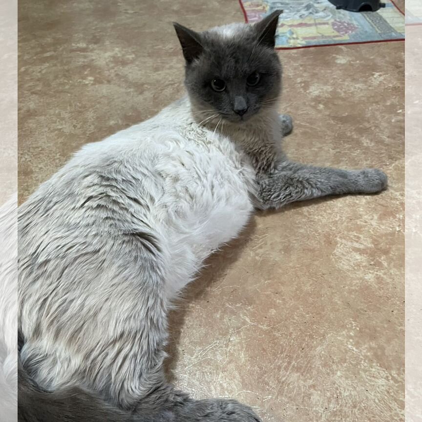 Сиамский, взрослый кот