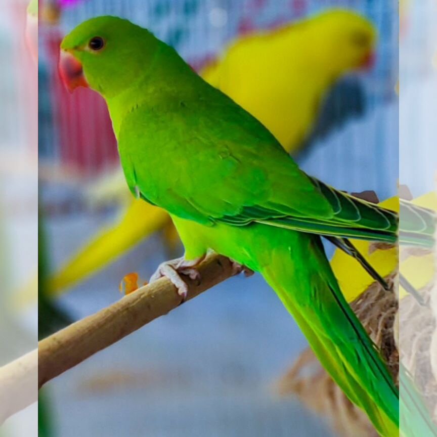 Ожереловый попугай от говорящих родителей