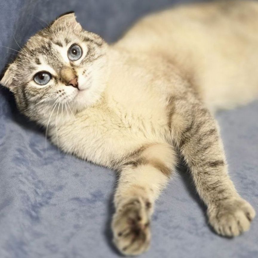 Шотландская вислоухая короткошёрстная, взрослая кошка