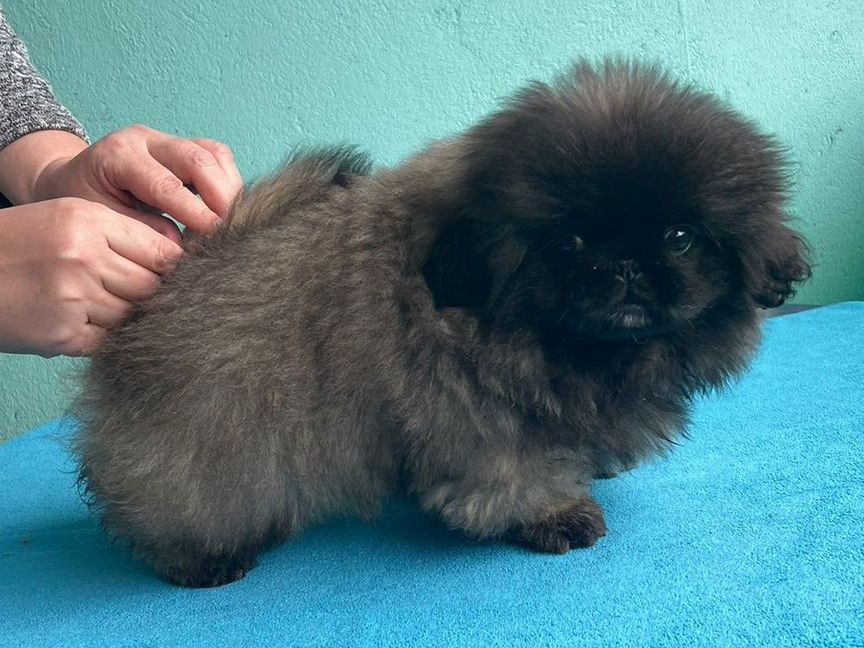 Щенок пекинеса - мальчик