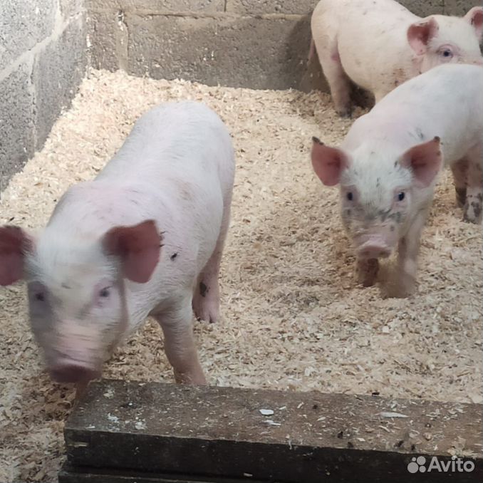 Продам поросят