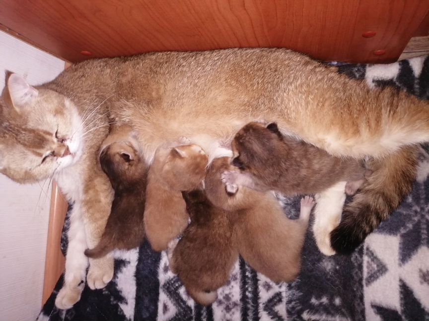 Шотландские прямоухие котята