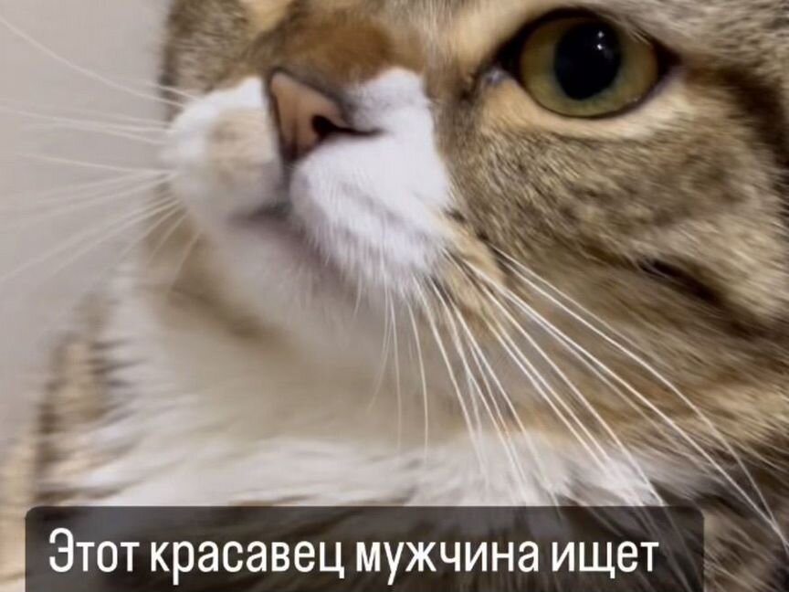 Шотландский вислоухий кот вязка