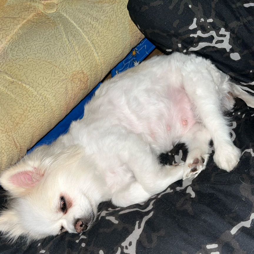 Продам собаку маленькую