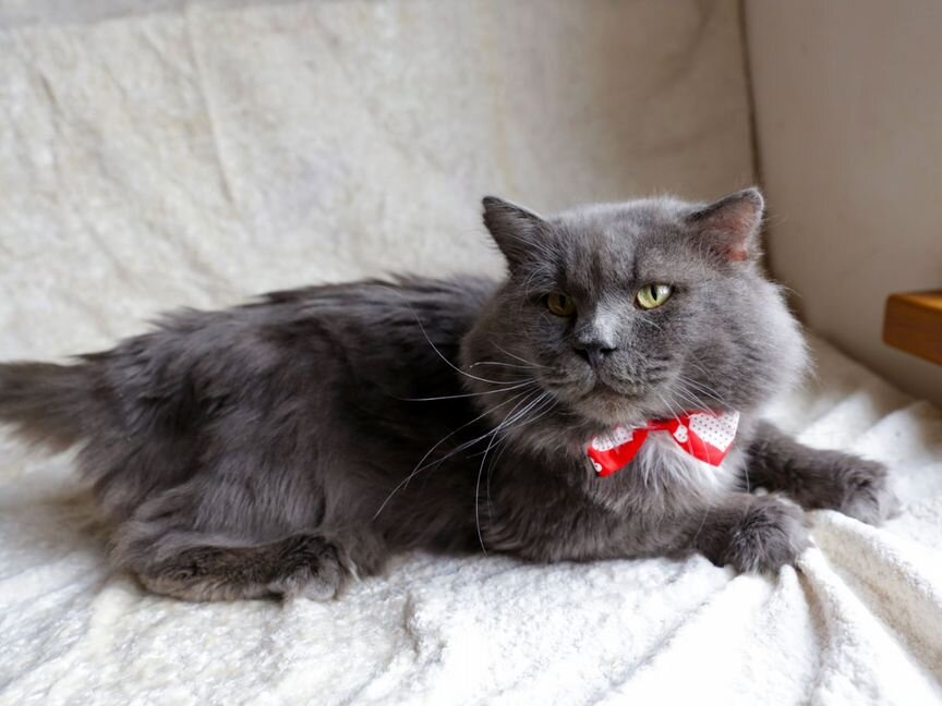 Шикарный кот ищет семью