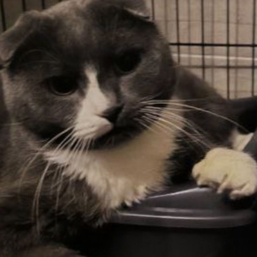 Взрослый кот от частного владельца