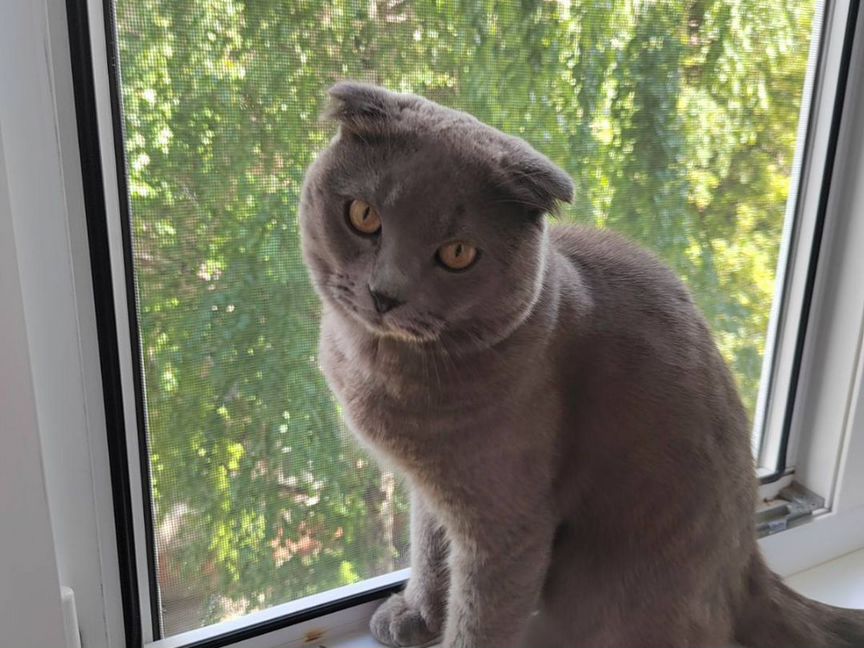 Вислоухий шотландец