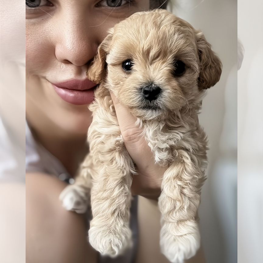 Мальтипу, щенок