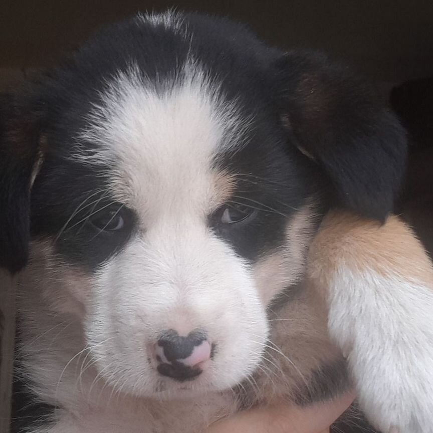 Щенок в добрые руки