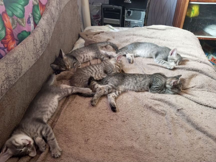 Котята от саванны f5