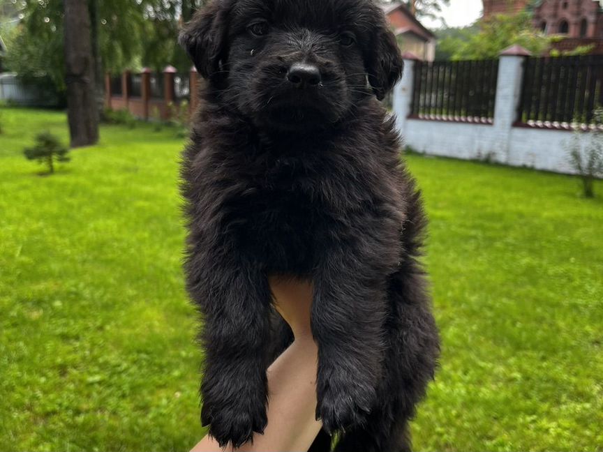 Продаются щенки