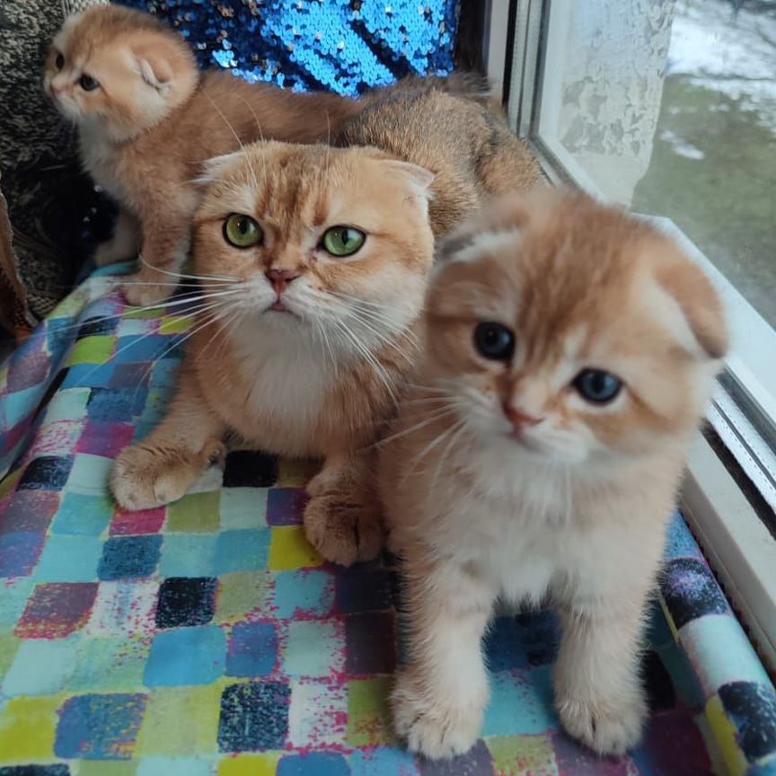 Шотландские золотые вислоушки