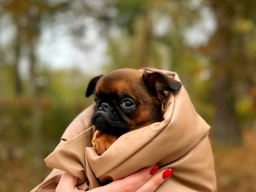 Пти брабансон. Мальчик