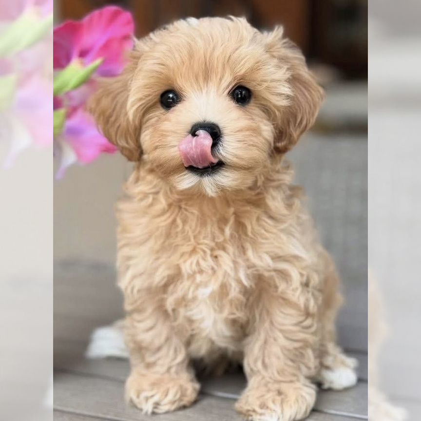 Мальтипу, щенок