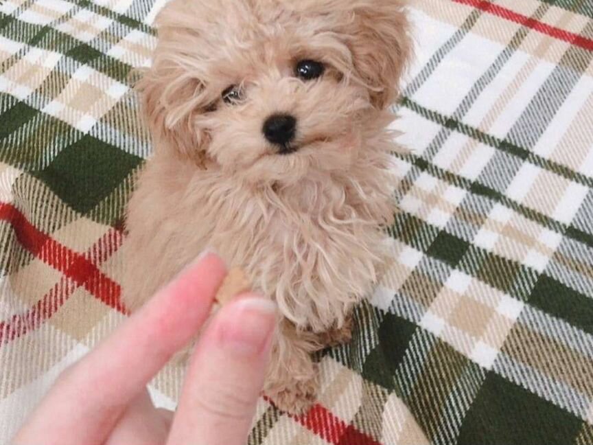 Миниатюрная мальтипу ф1