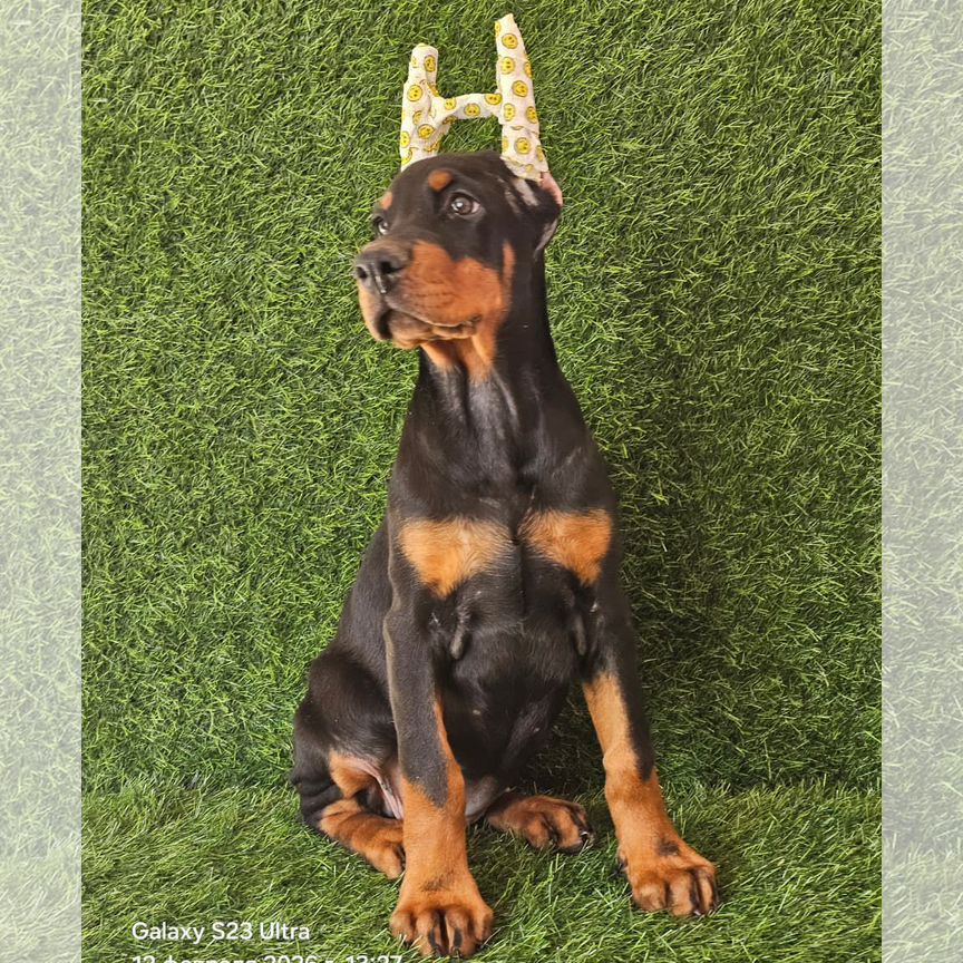 Доберман, щенок