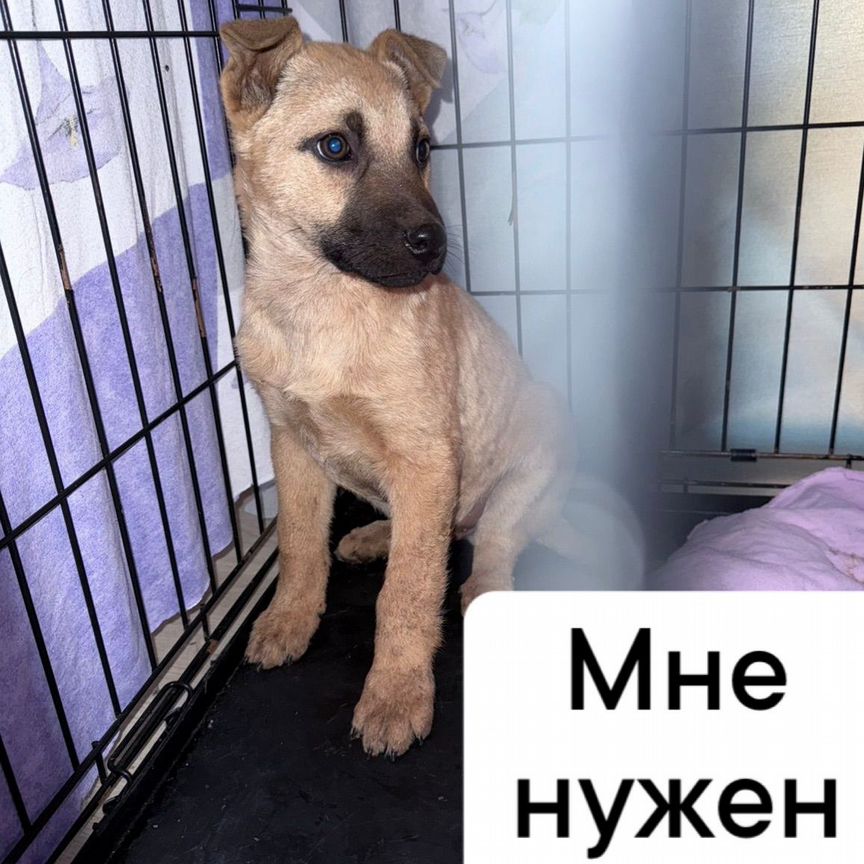 Щенок в добрые руки