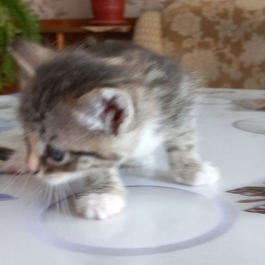 Котёнок в добрые руки