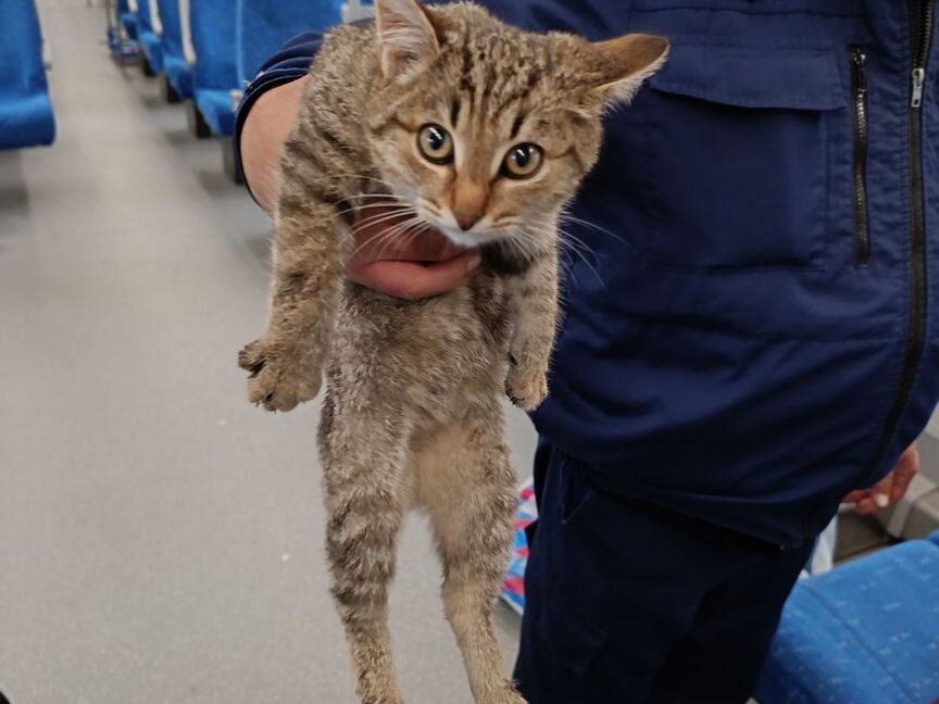 Котёнок в дар