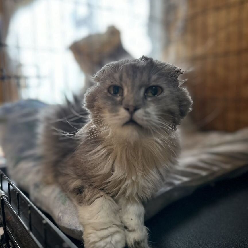 Котики бесплатно