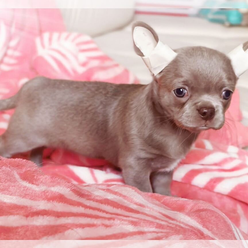 Чихуахуа, щенок