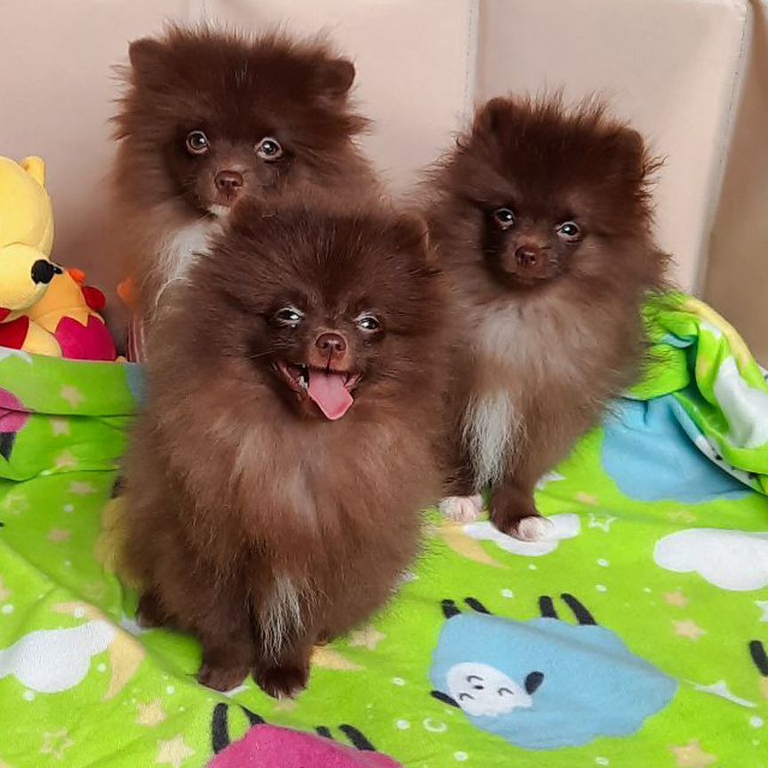 Немецкий шпиц, щенок