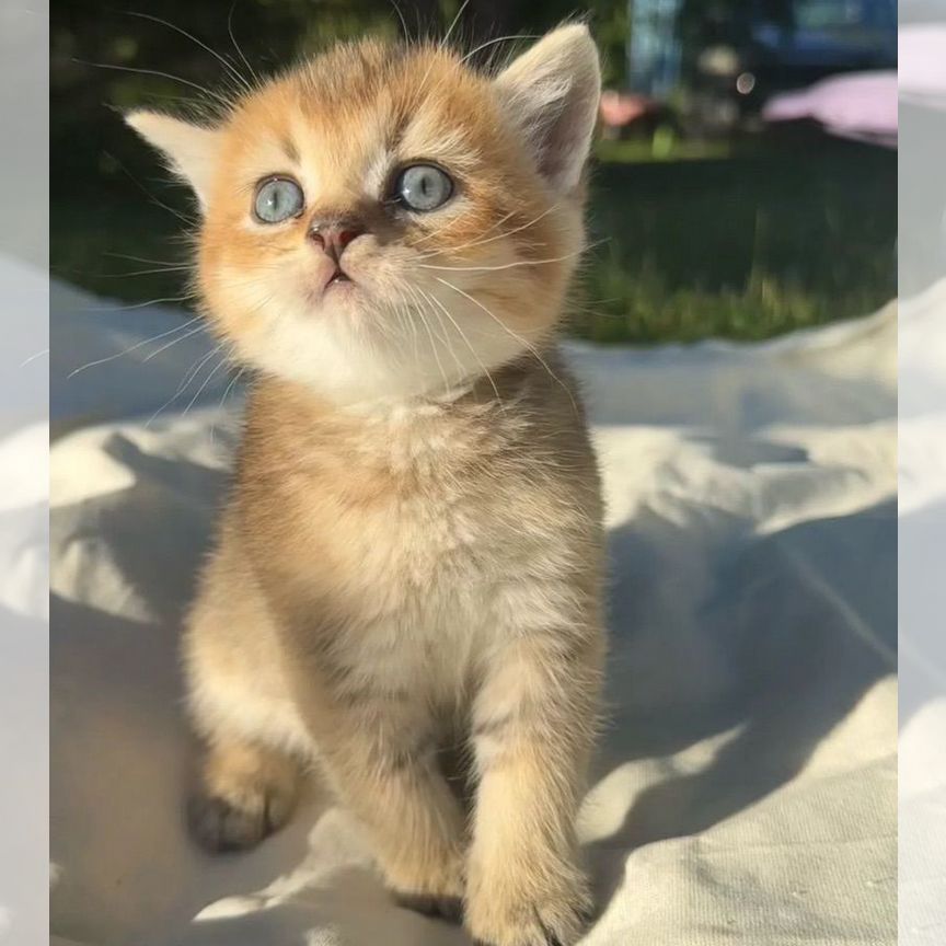 Шотландский вислоухий короткошёрстный котёнок