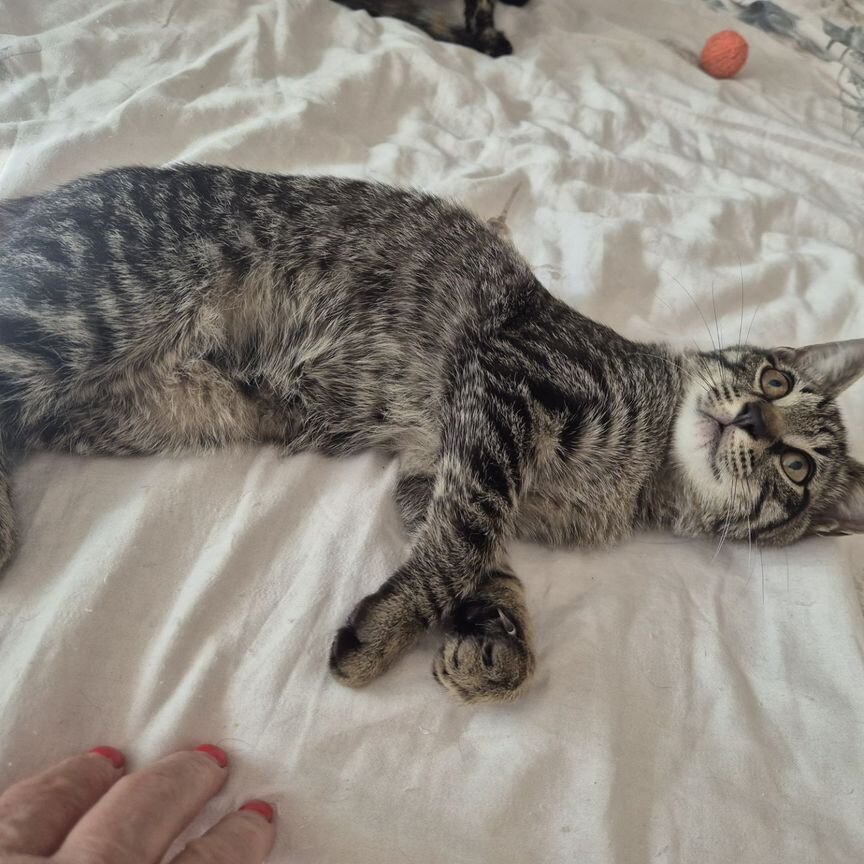 Котята в добрые руки бесплатно