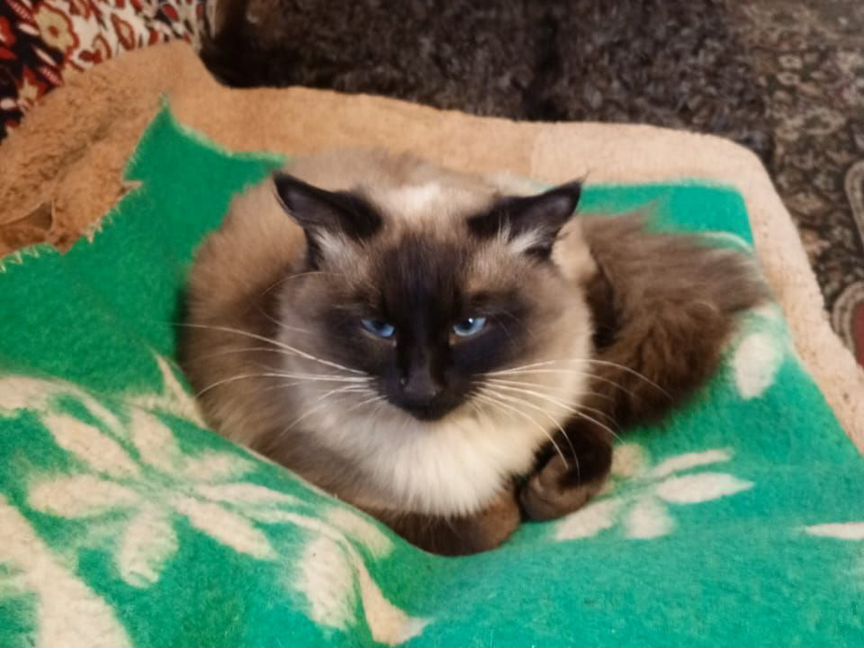 Отдам кота в добрые руки