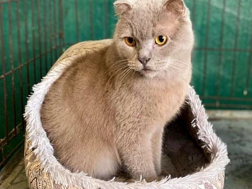Котик в добрые руки
