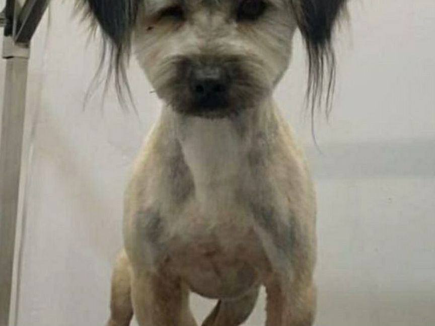 Маленькая собака в добрые руки