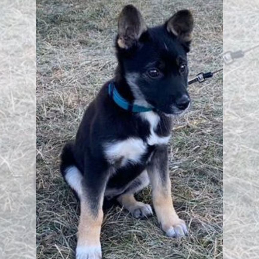 Щенок в добрые руки