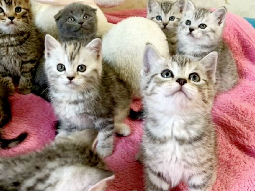 Шотландские котятки) окрас Вискас