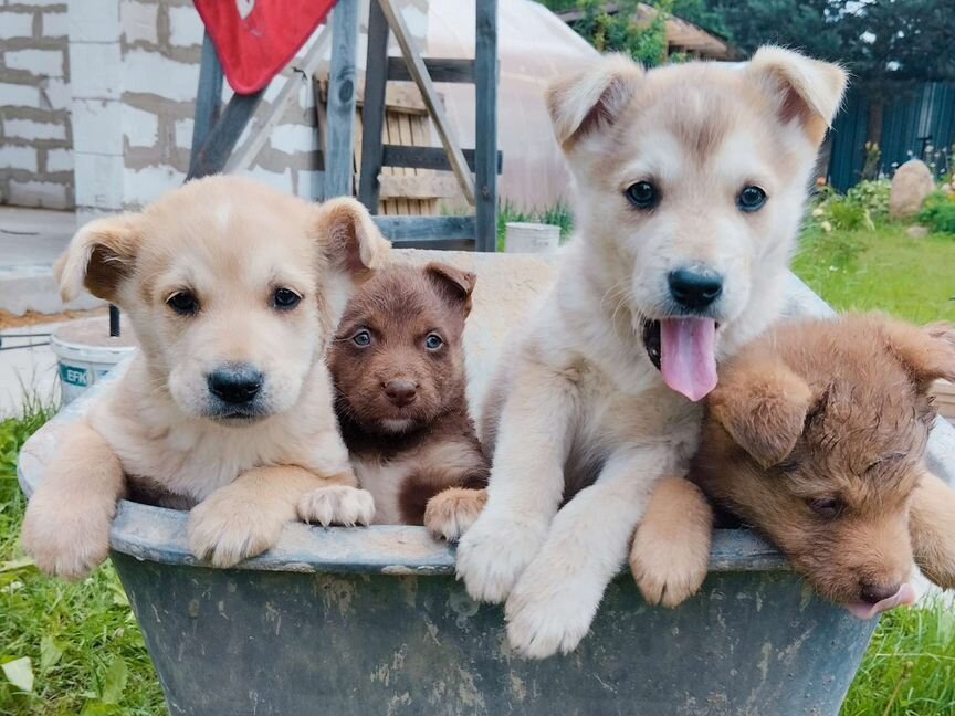 Щенки дворняжки крупные мальчики