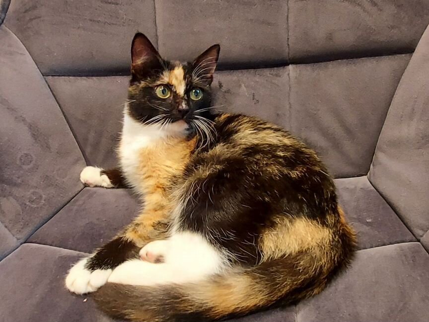 Котенок