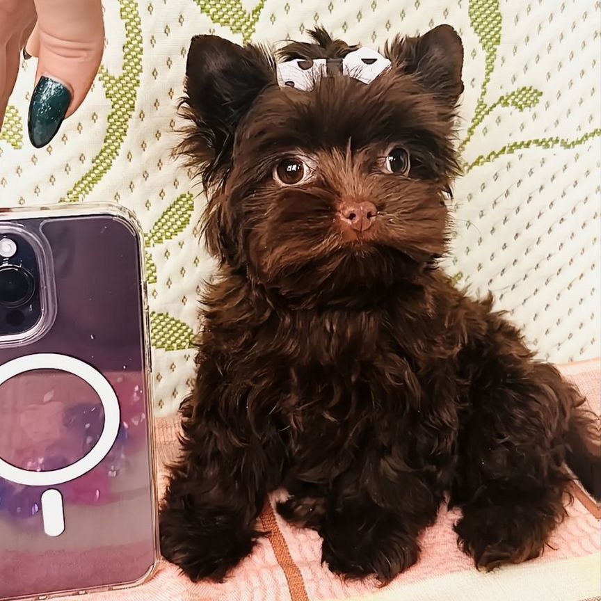 Йоркширский терьер, щенок