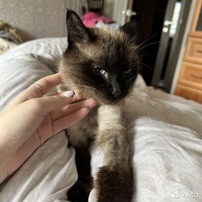 Сиамская кошка, тайская