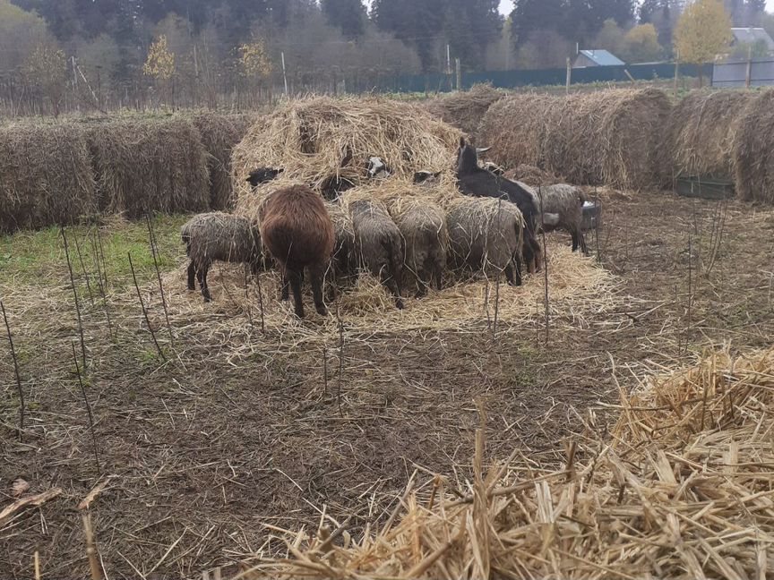 Солома в мешках