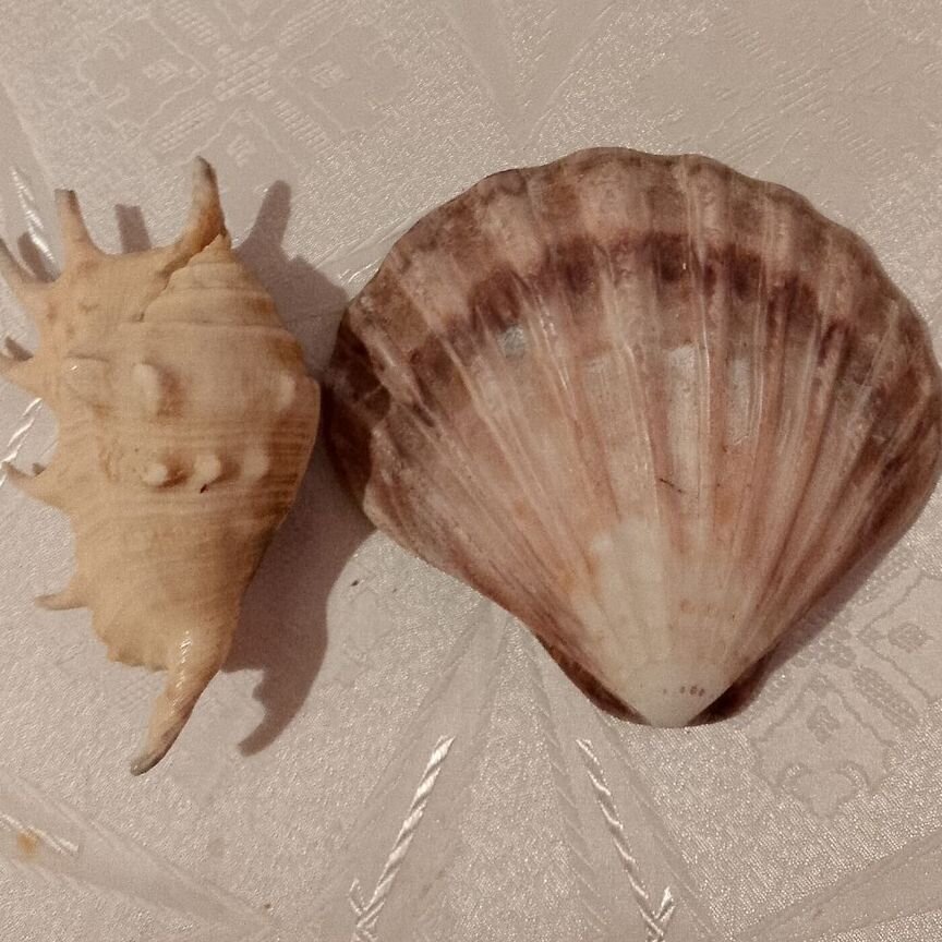 Морские раковины большие