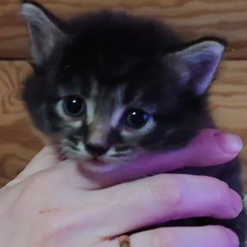 Котёнок от частного владельца