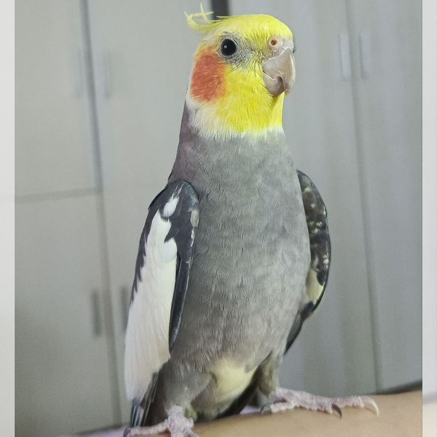 Говорящий, ручной самец корелла