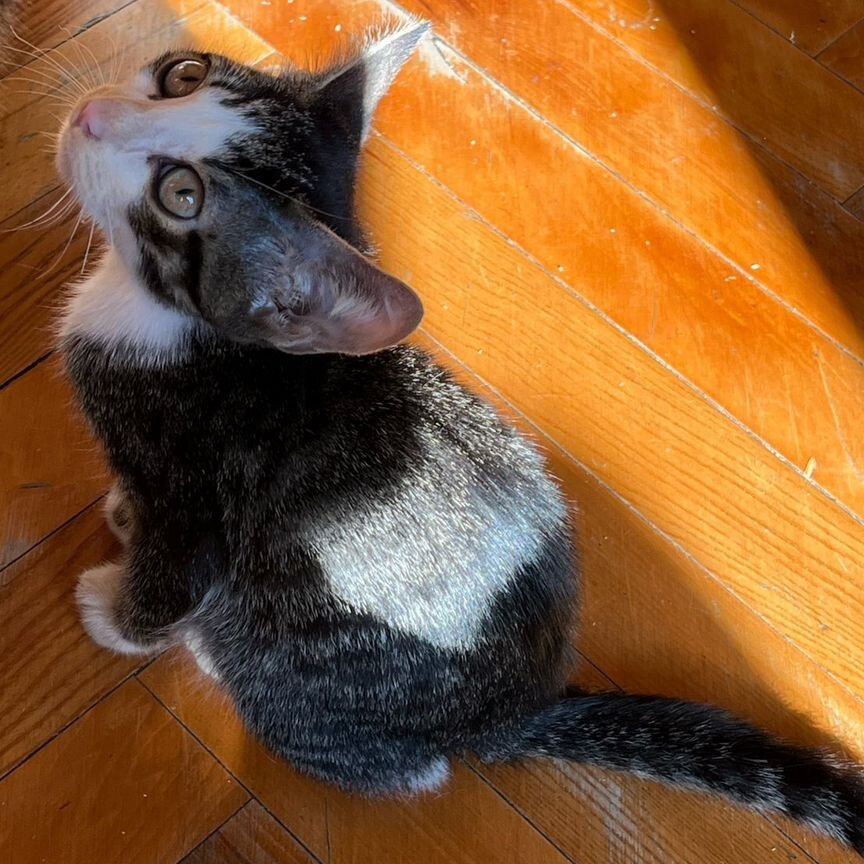 Котёнок в добрые руки