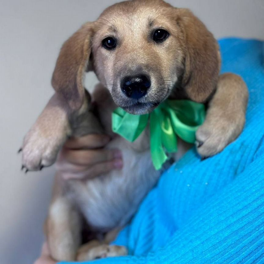 Маленький грустный щенок ищет дом бесплатно