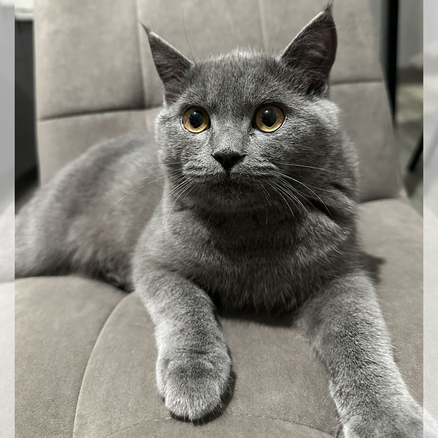 Британский котёнок