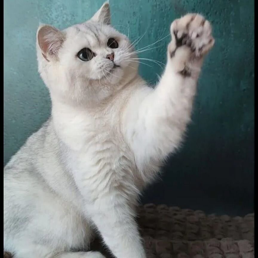 Шотландская кошечка