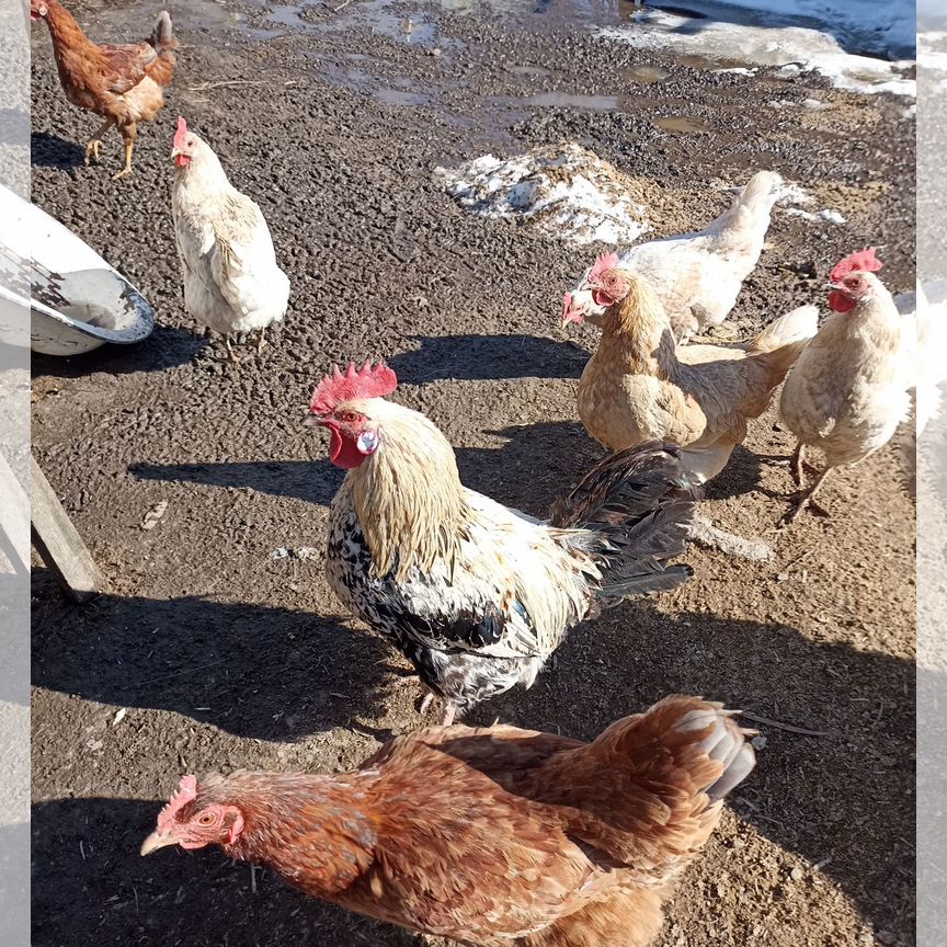 Продам петуха