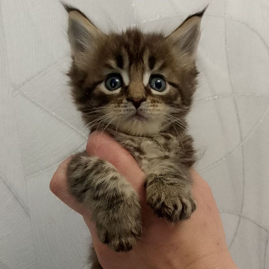 Мейн-кун котёнок