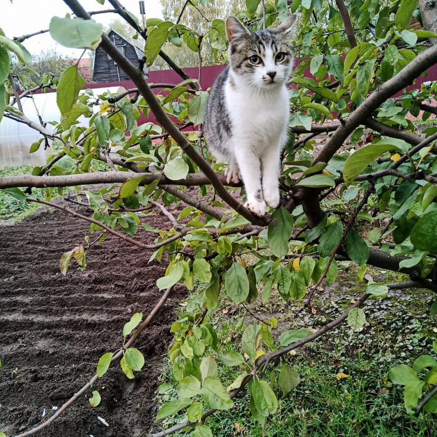 SOS. Котик с дачи