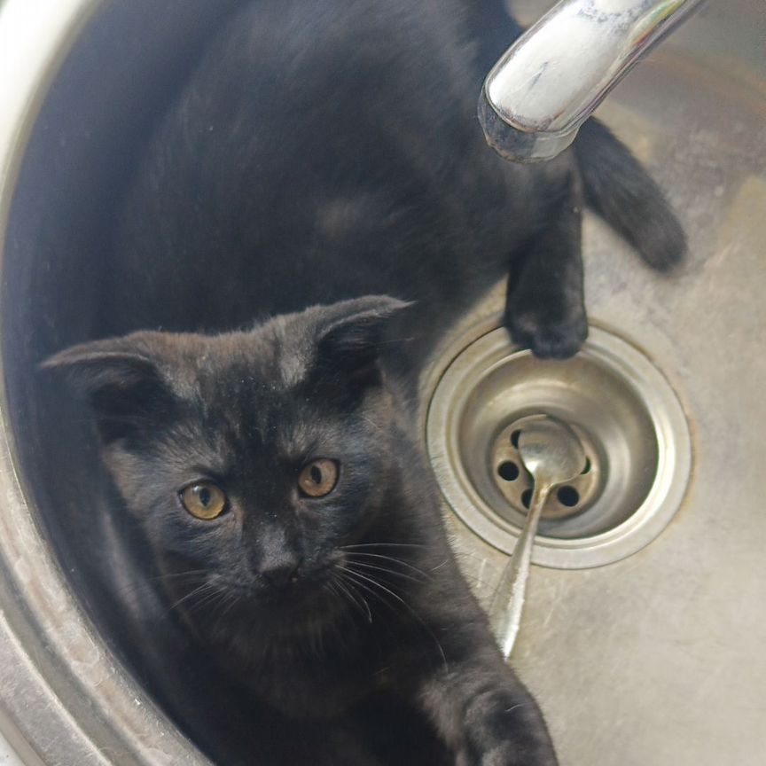 Котята помесь мейнкуна